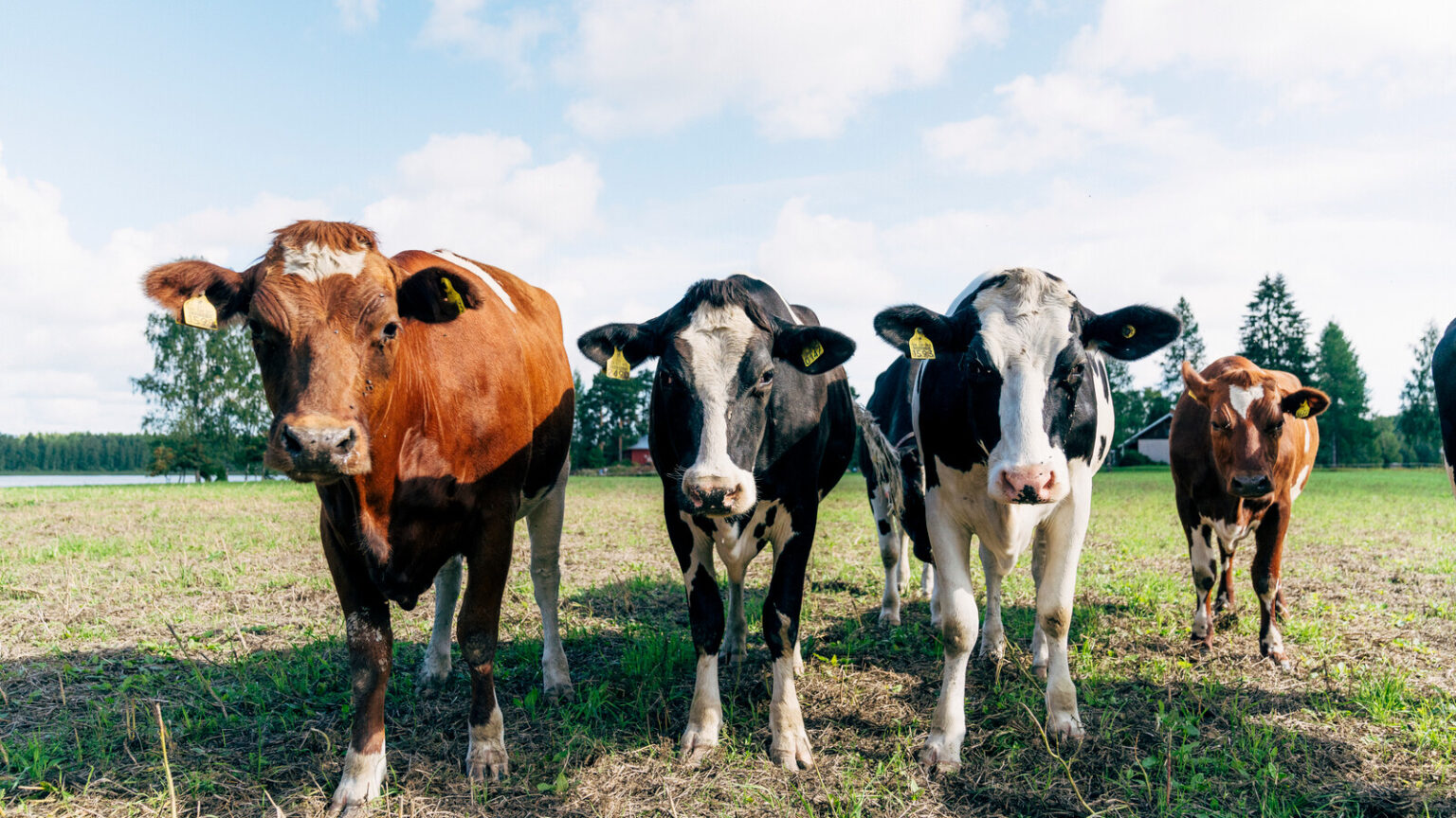 Valio’s sustainability programme focuses on climate work and animal welfare - valio.com